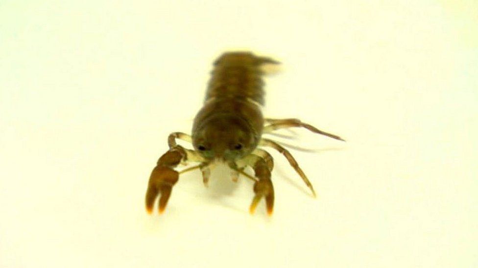 First captive-bred white claw-crayfish spawn in Wales - BBC News