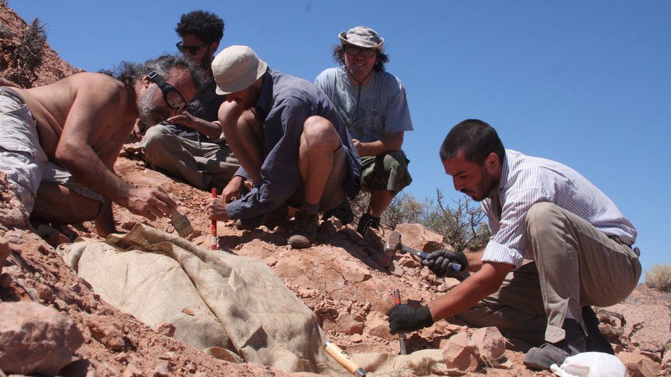 Dinosaurs: Scientists discover tiny dino the size of a cat! - BBC Newsround