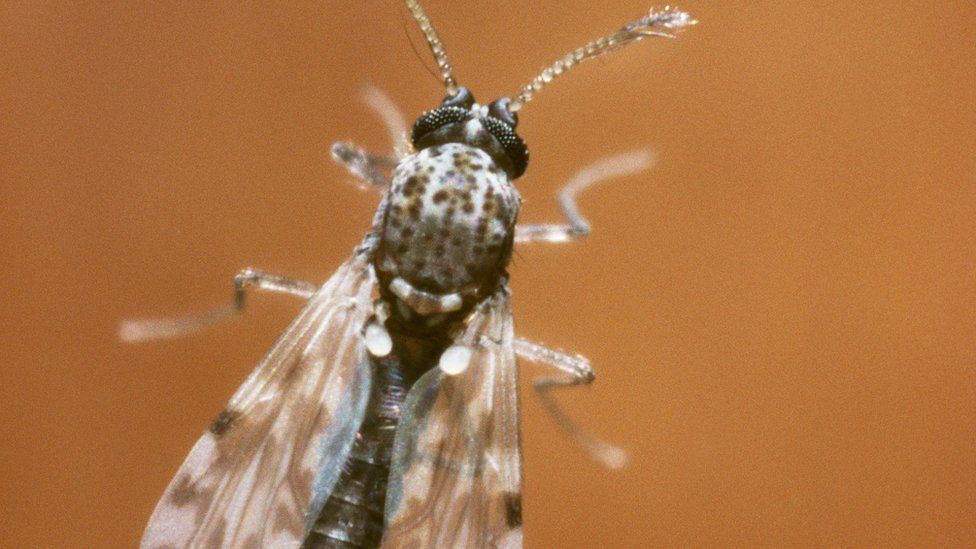 'Rise' in horsefly bites in Scotland amid warm weather - BBC News