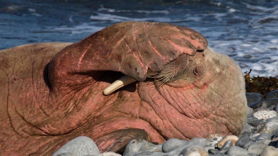 Arctic walrus Wally turns up in Wick - BBC News