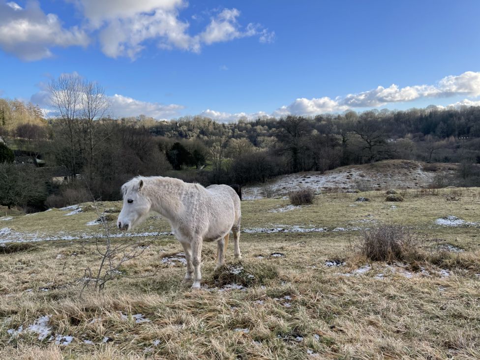 Ponies aid Cotswold nature reserve conservation work - BBC News