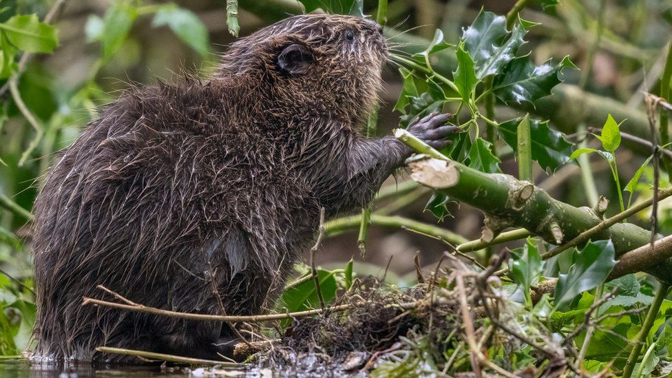 Somerset Baby beavers born in conservation success story - BBC News