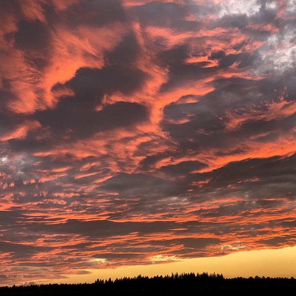 Home Décor Home & Living Wall Décor Sunrise through Culbin Forest etna ...