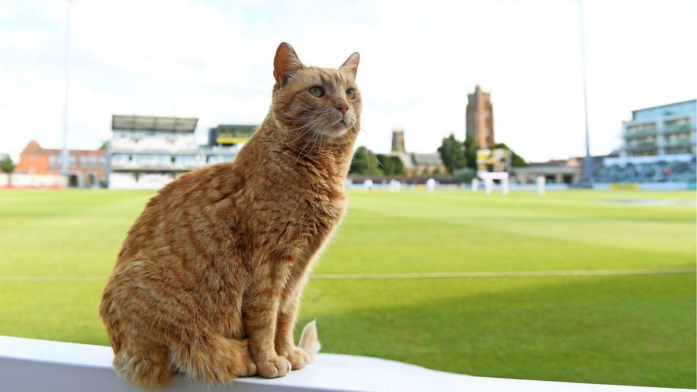 Somerset cricket club builds house for favourite feline fan - BBC News