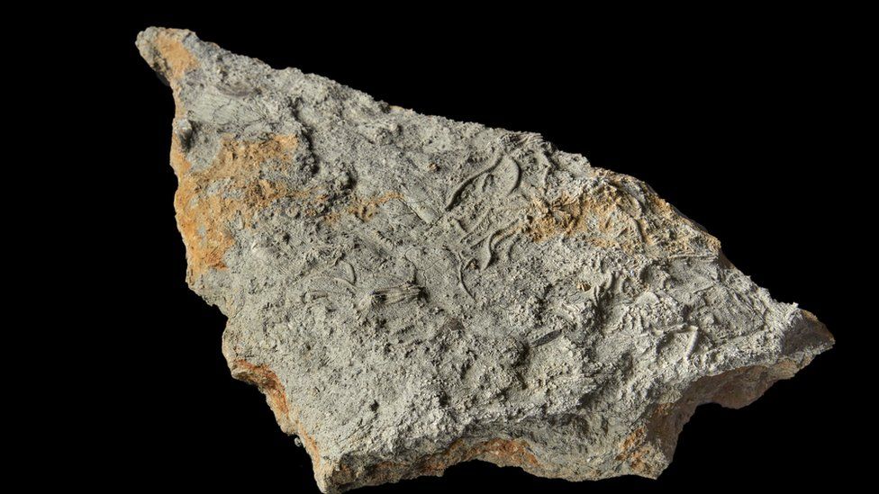 Amazing fossils of sea creatures discovered in the UK - BBC Newsround