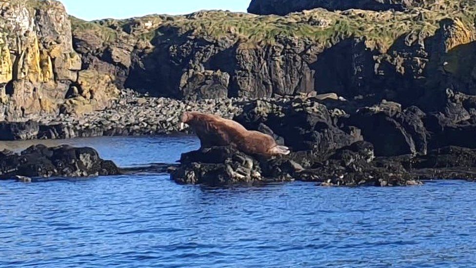 Massive walrus spotted in the Inner Hebrides - BBC News