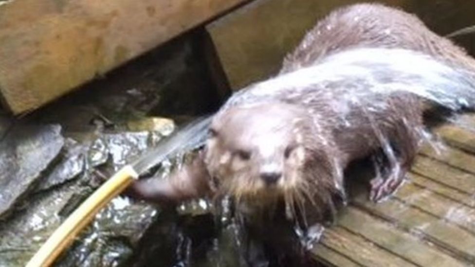 Sick otter found lying in puddle near Llandovery - BBC News