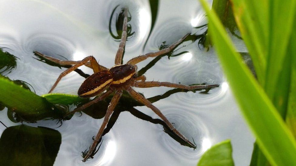 Rare Fen raft spider population boosted in Norfolk - BBC News