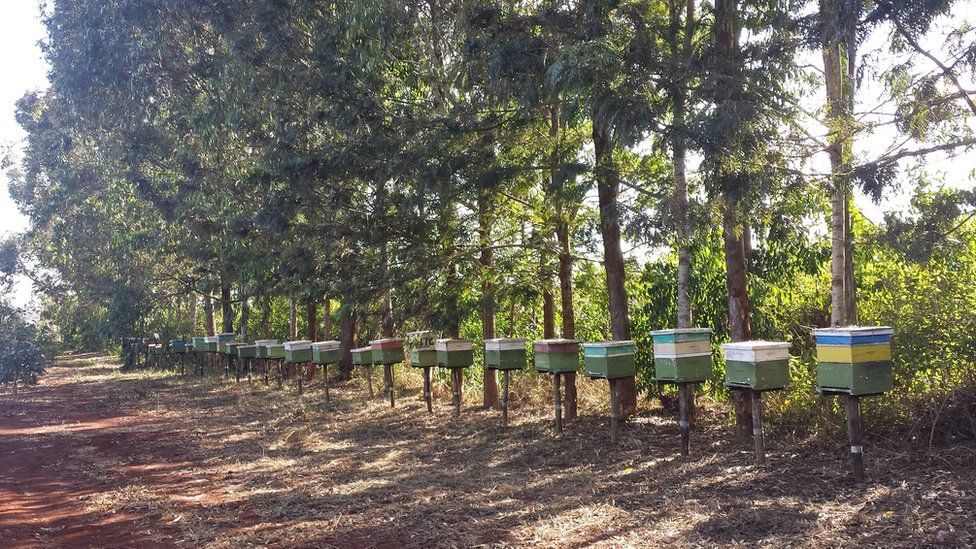 The modern honey hunters of Kenya - BBC News