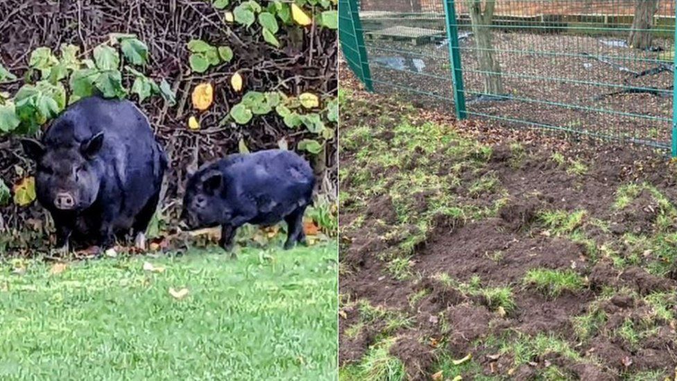 Rotherham: Pigs cause havoc digging up Thrybergh graveyard - BBC News