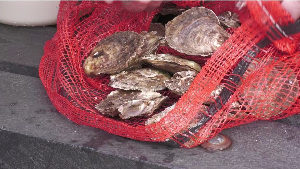 Bangor: Project to restore the native oyster population - BBC News
