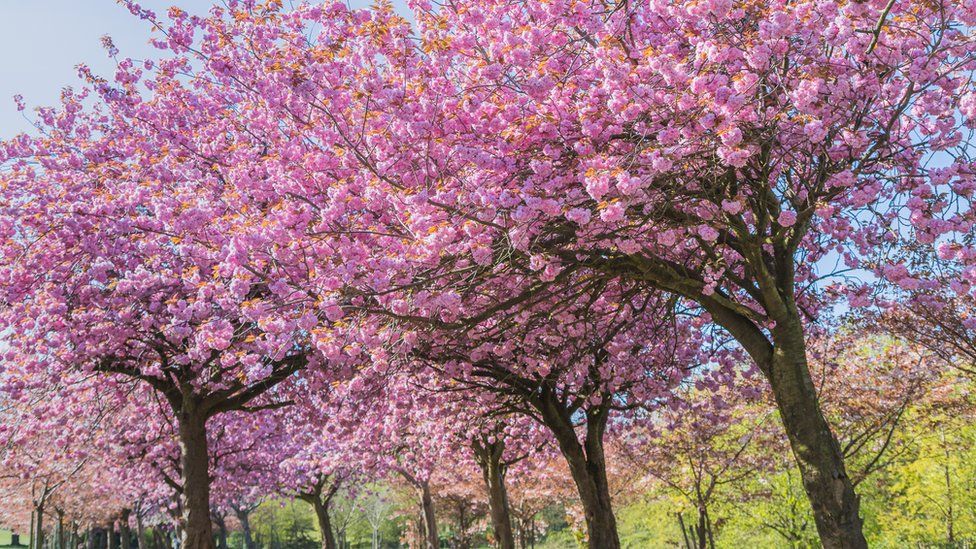 Cherry trees planted in Warwick for twin town anniversary - BBC News
