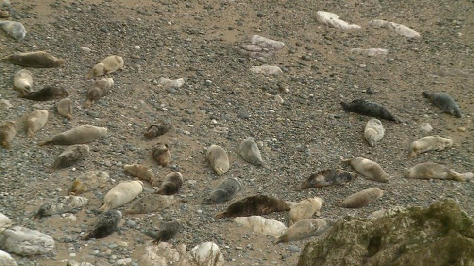 Annog pobl i beidio tarfu ar gannoedd o forloi Llandudno - BBC Cymru Fyw