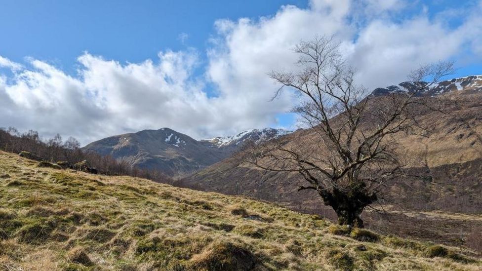 'Lord of the Rings' tree joined by wych elm seedlings - BBC News