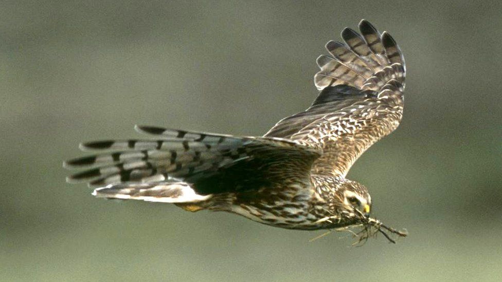 Hen harriers: RSPB says 38 birds have been killed or gone missing - BBC ...