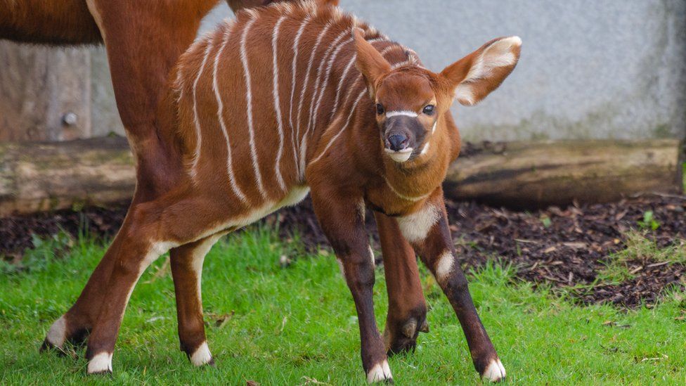 Critically-endangered mountain bongo born at Marwell Zoo - BBC News