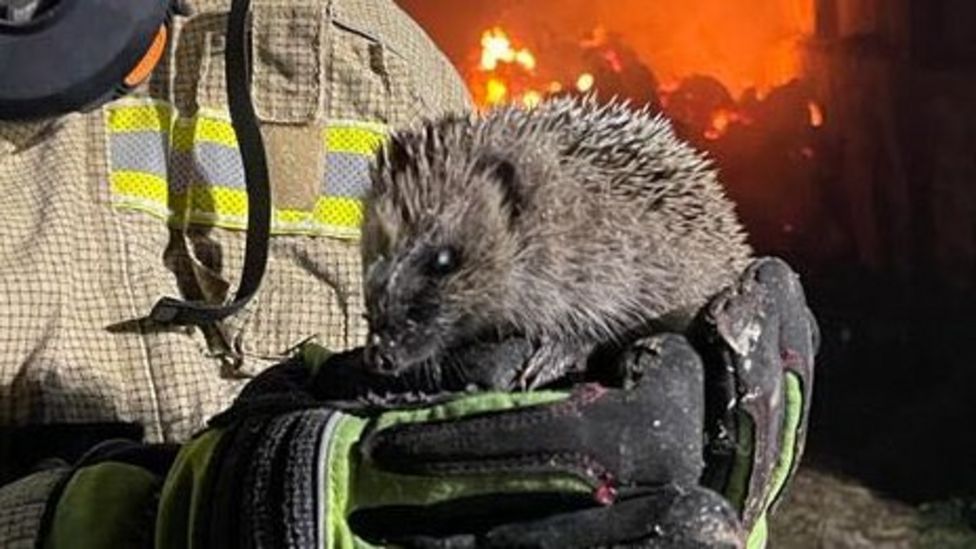 Oxford researchers use hedgehog crash test dummies to limit lawnmower ...