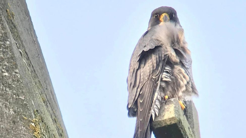 Excitement as two Leicester Cathedral peregrine falcon eggs hatch - BBC ...