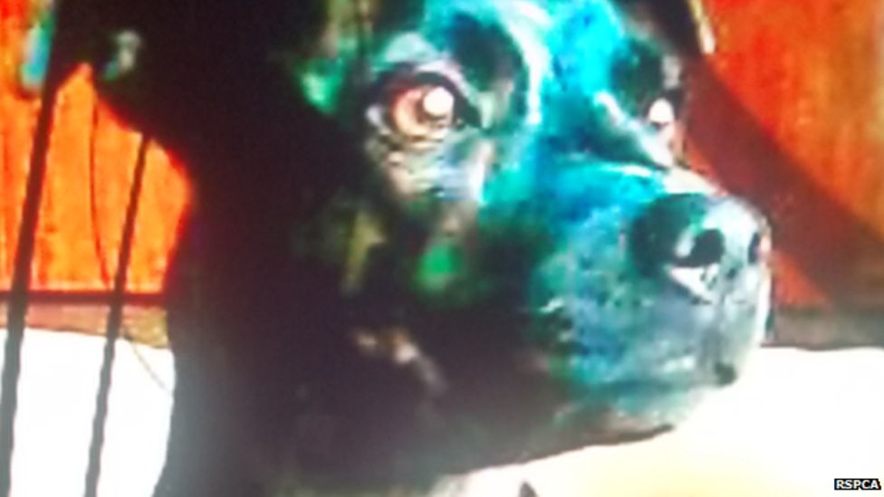 Woman who strangled her terrier dog with lead jailed - BBC News