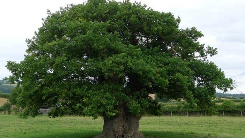 Brimmon Oak second in European Tree of the Year 2017 - BBC News