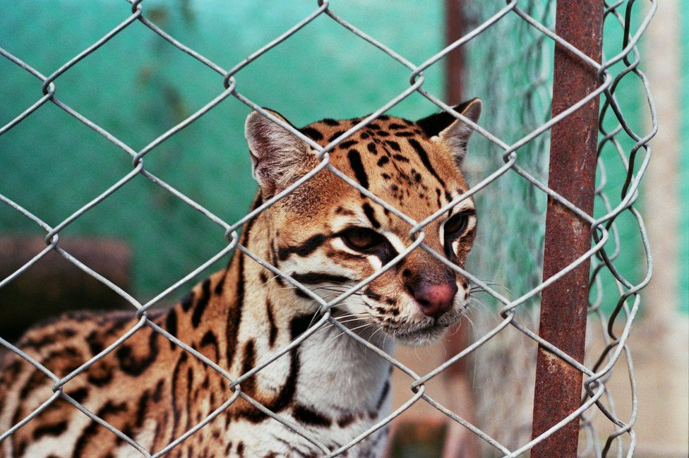 Your pictures: Restricted - BBC News