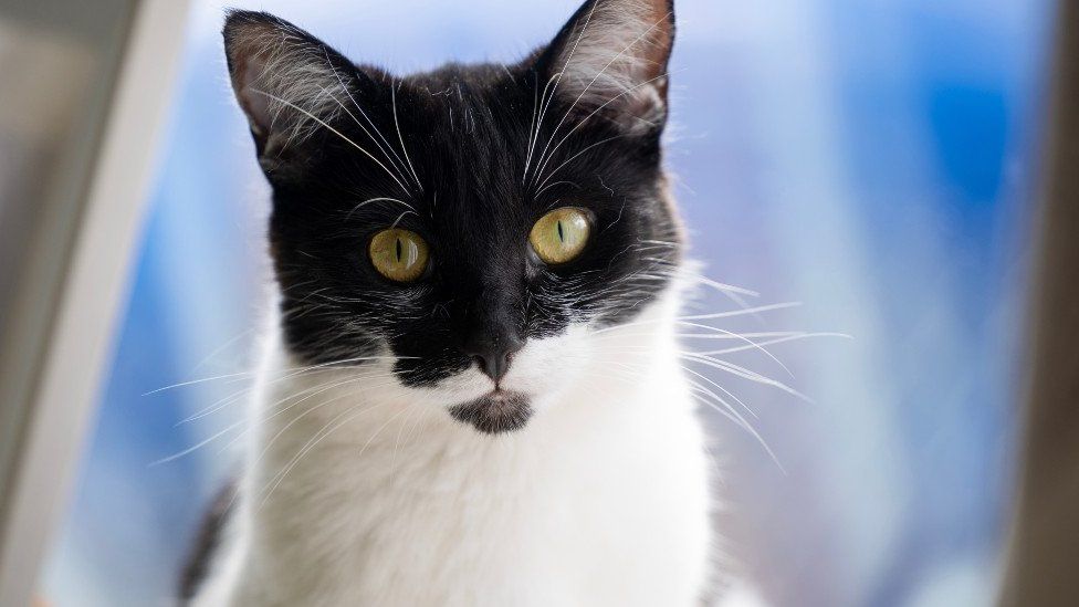 Owner thanks charity for treating pet cat's mystery injury - BBC News