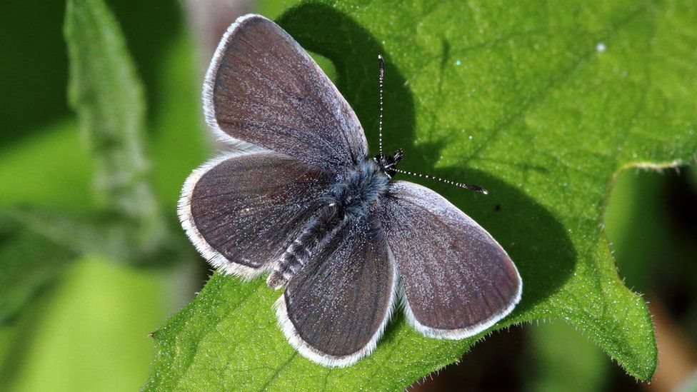 Volunteer appeal to save Scotland's smallest butterfly - BBC News
