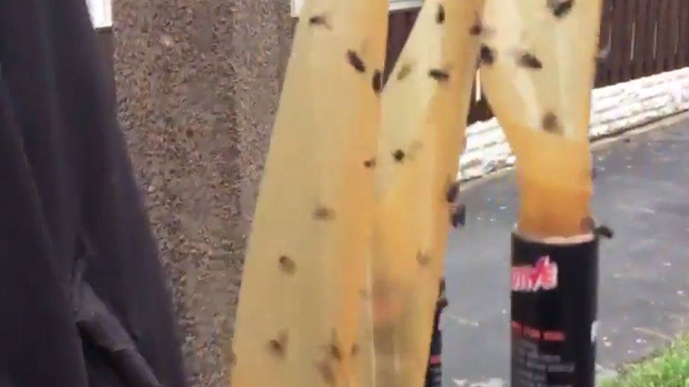 Man shot in eye with paintball gun at fly protest - BBC News