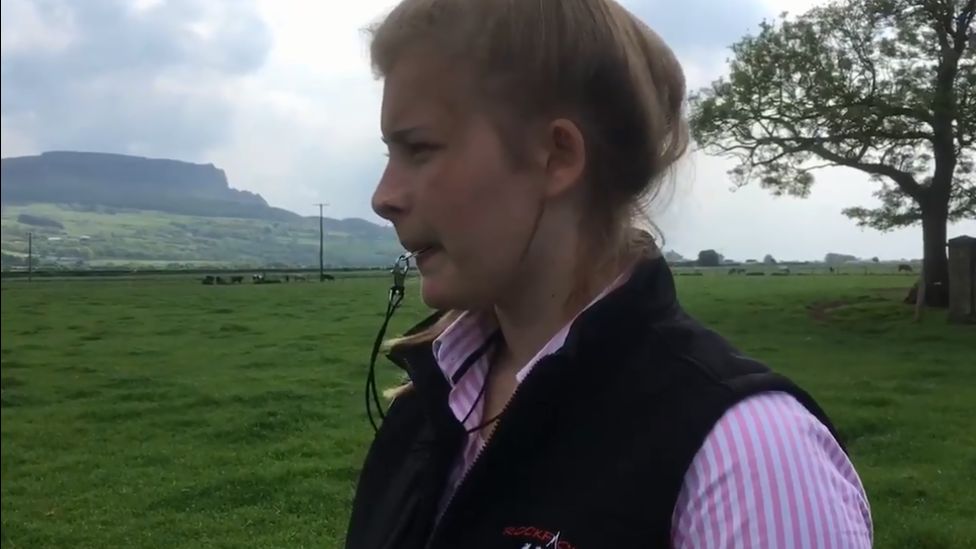 Teenage sheepdog trainer sells collie for £7,000 - BBC News