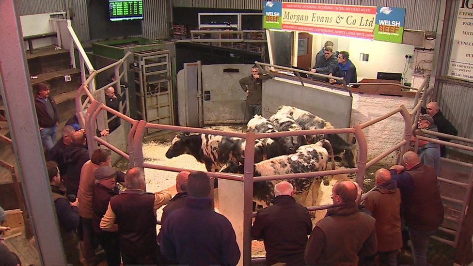 'Angen addysg ar sut i ffermio'n fwy cynaliadwy' - BBC Cymru Fyw