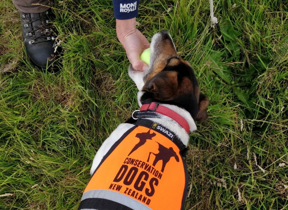 Meet Macca: The UK's first stoat detection dog - BBC News