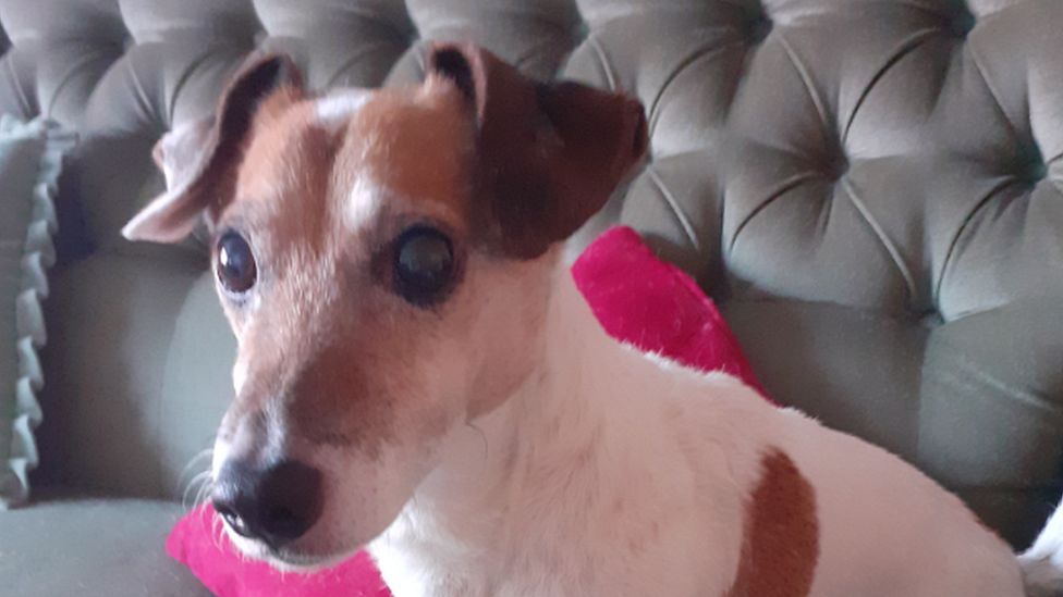 Peterborough thief caught feeding pizza to stolen dog - BBC News