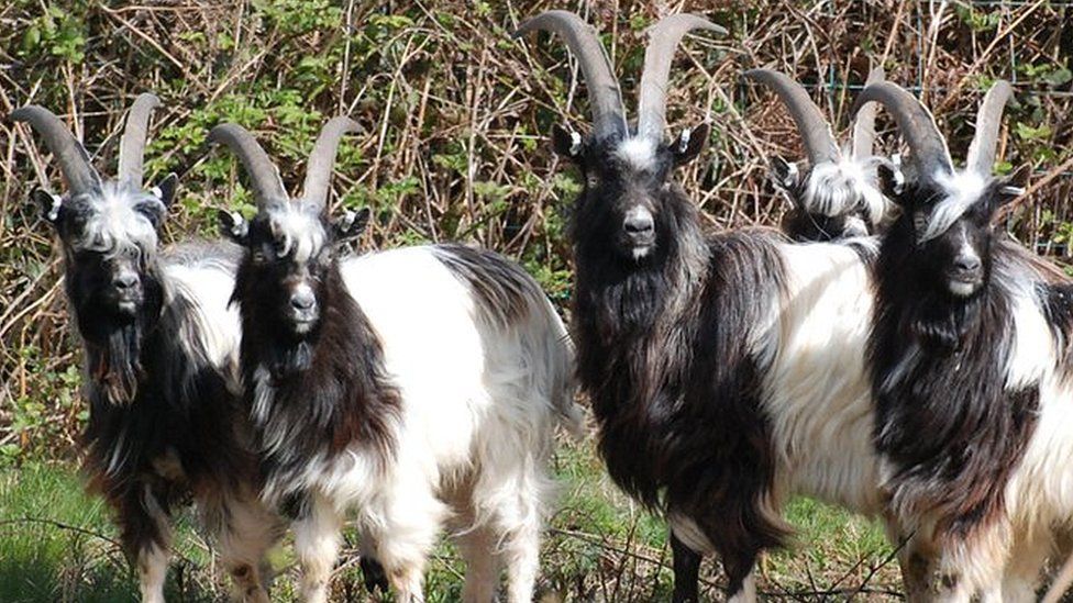 Cromer bagot goats to be used for breeding in Thetford - BBC News