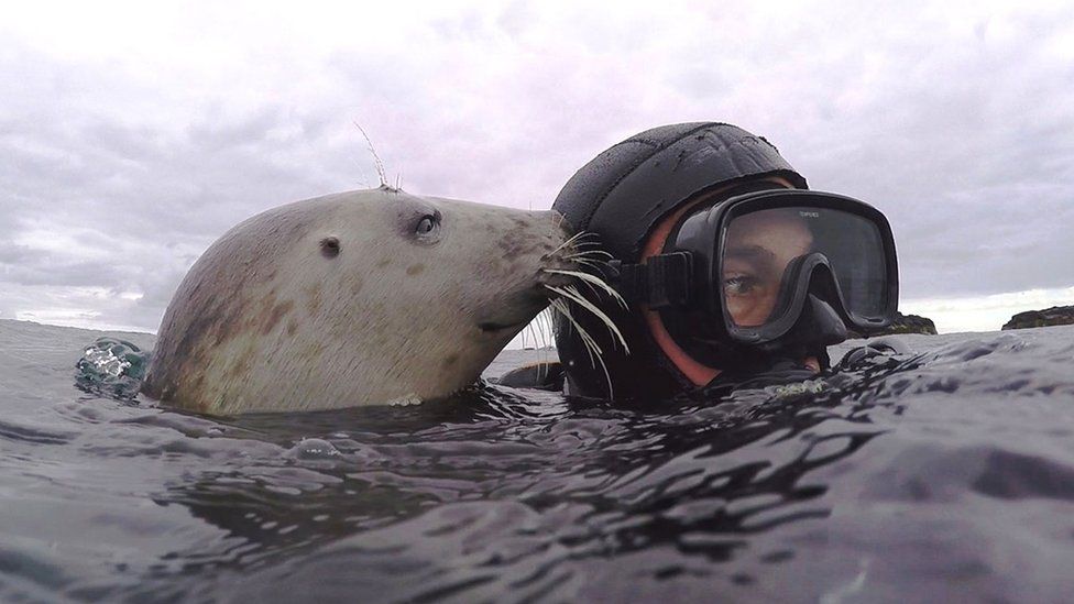 Why this clapping seal is a big deal - BBC Newsround