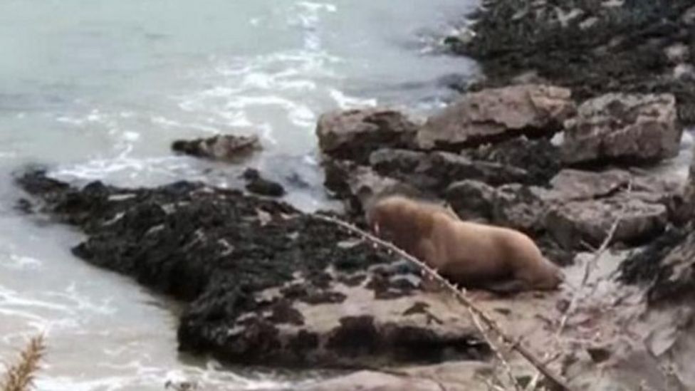 Pembrokeshire walrus seen 'basking in sun' in Tenby - BBC News