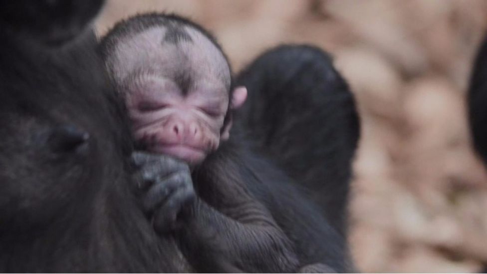 Spider monkey: Baby born with Batman symbol on its nose - BBC Newsround