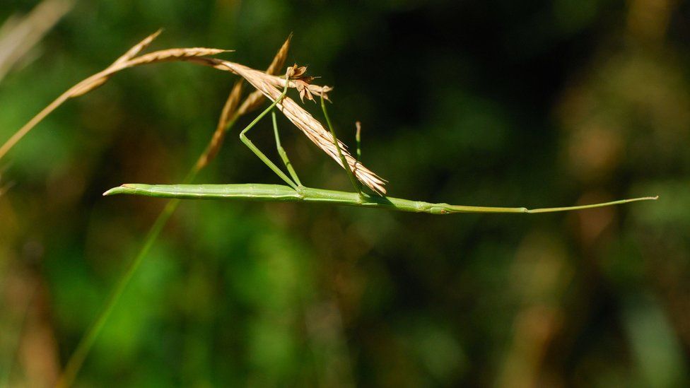The stick insect population that lost its sex drive - BBC News