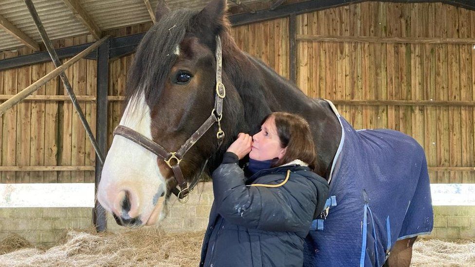 Shire horse owners elated after rescue in Devon - BBC News