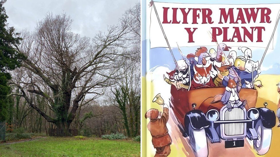 Gwarchod coeden hynafol ym 'mharc Llyfr Mawr y Plant' - BBC Cymru Fyw