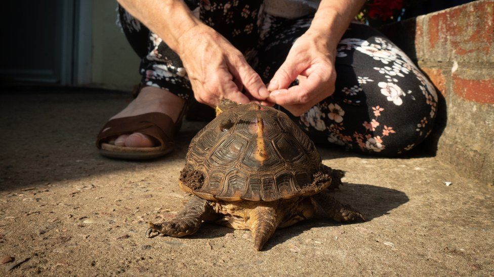 Covid travel restrictions 'may put tortoises in danger' - BBC News