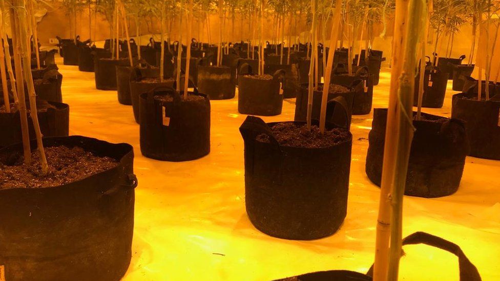Gloucester cannabis factory raided by police - BBC News