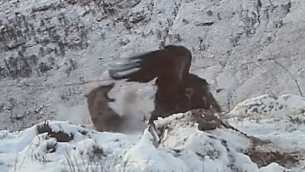 Where eagles dare: Fox takes on large raptor for a meal - BBC News