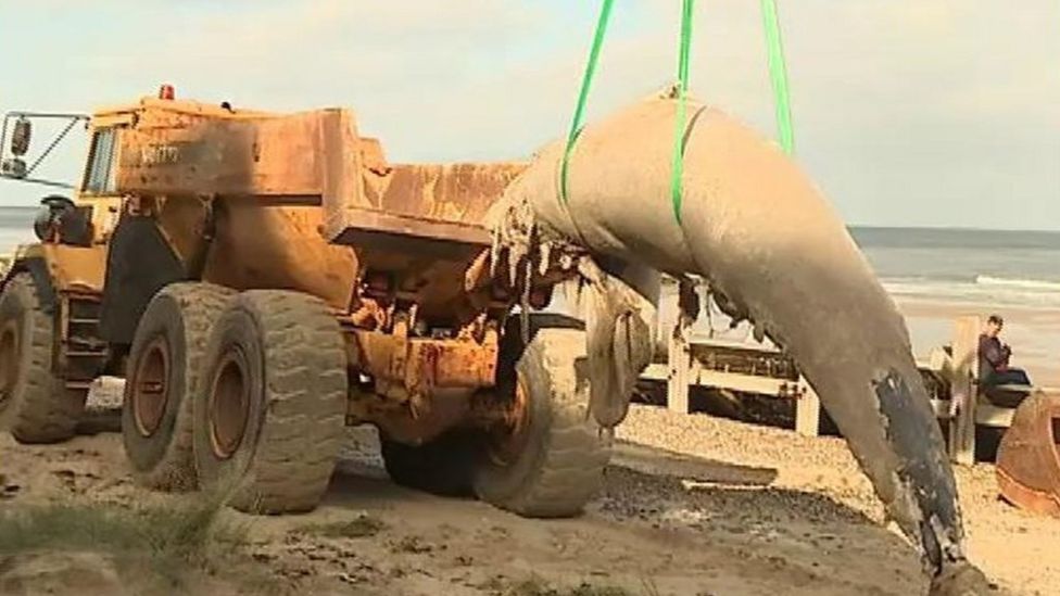 'Extremely rare' large minke whale pod spotted off Isle of Man - BBC News