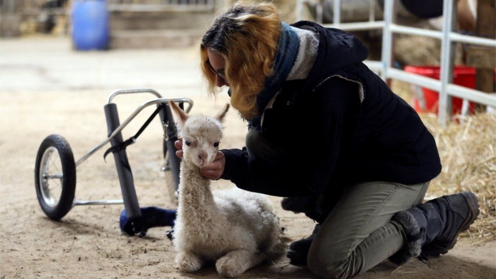 Disabled baby alpaca learns to walk again - BBC Newsround