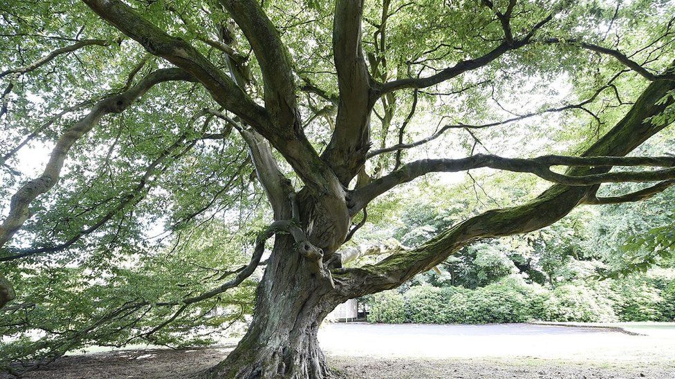 Armada sailor tree among Northern Ireland's top six - BBC News