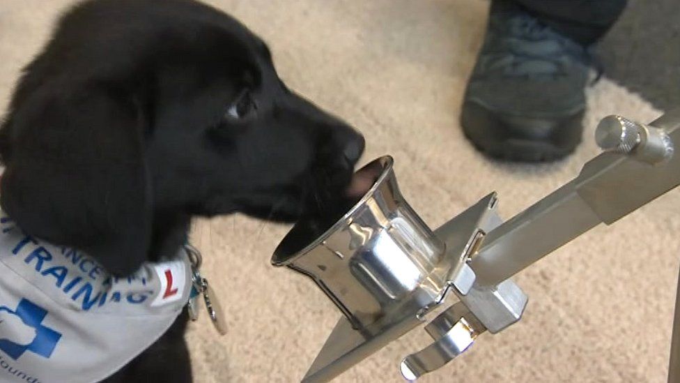 Ashford family's life changed by diabetes sniffer dog - BBC News