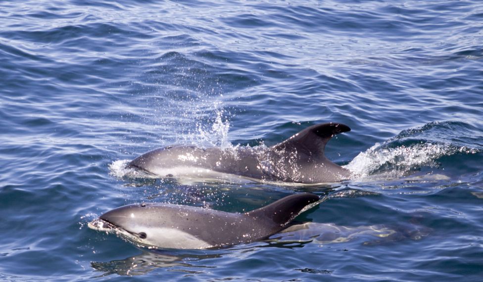 Scientists listen in to protect elusive dolphins - BBC News