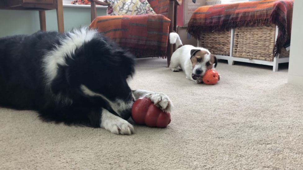 Coronavirus lockdown: How are our pets coping with us? - BBC News