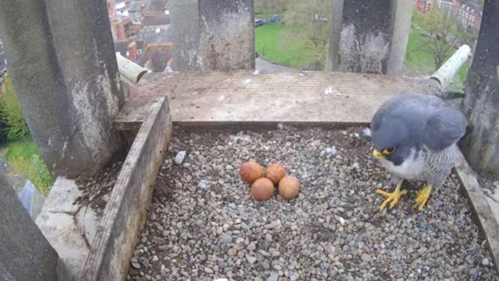 Worcester Cathedral's clutch of falcon eggs all hatch - BBC News