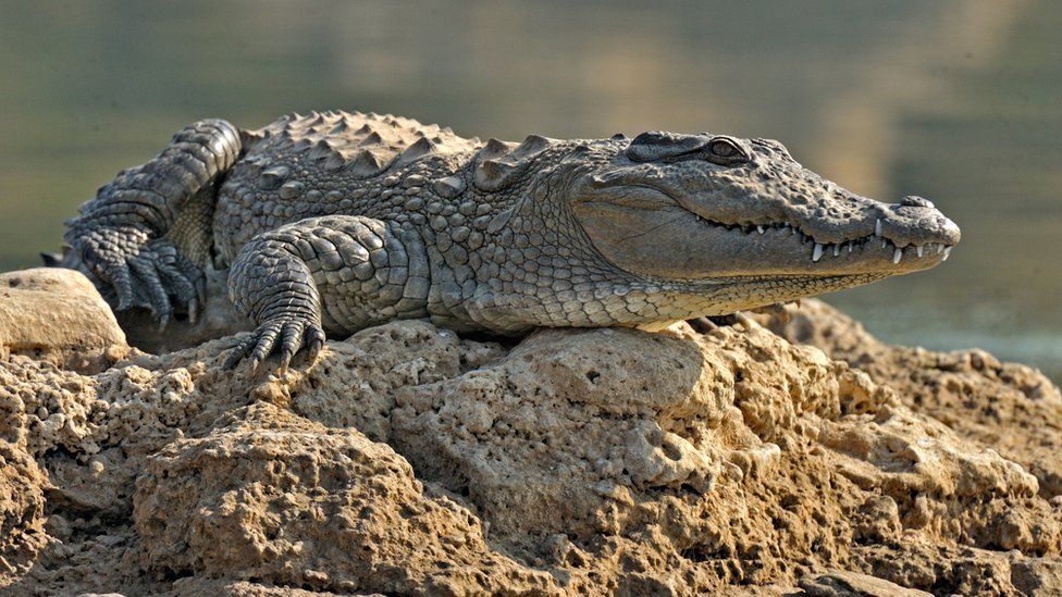 Prehistoric reptiles' long necks made them targets for predators - BBC ...